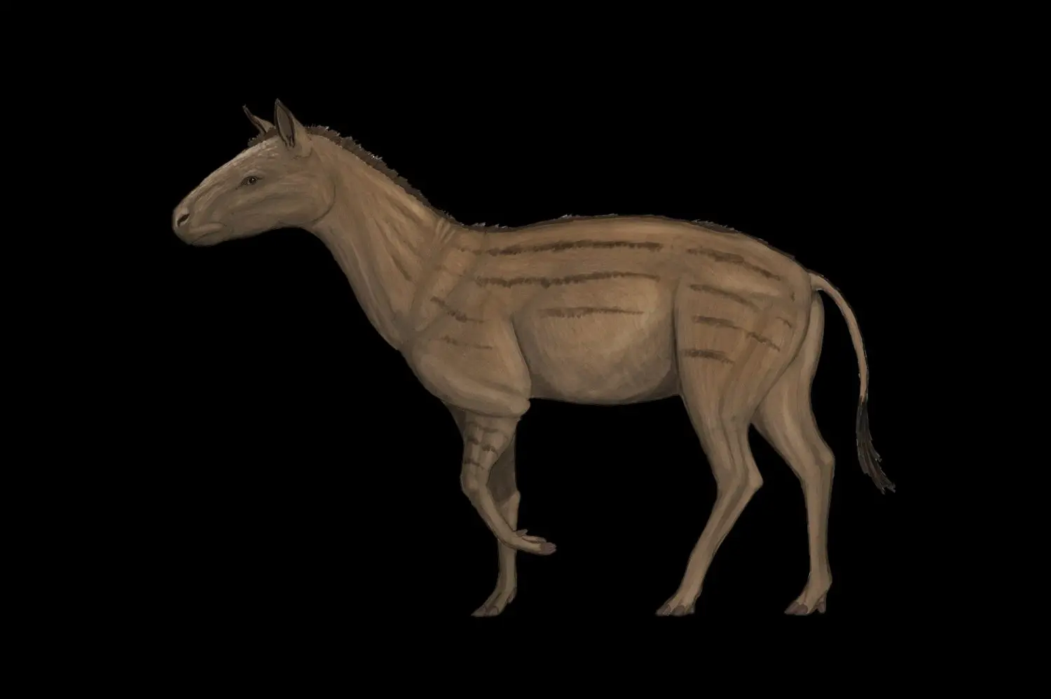The distant ancestors of modern horses had hooved toes