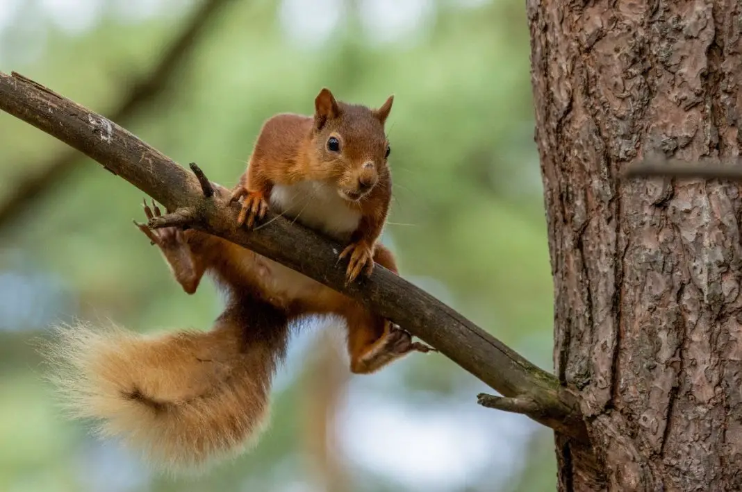Red squirrels spread leprosy during medieval period