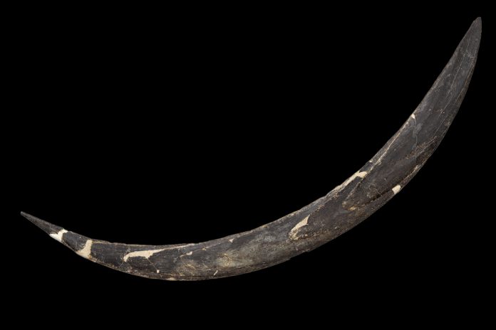 Alice jackson i connected with Kenzie during the Covid era